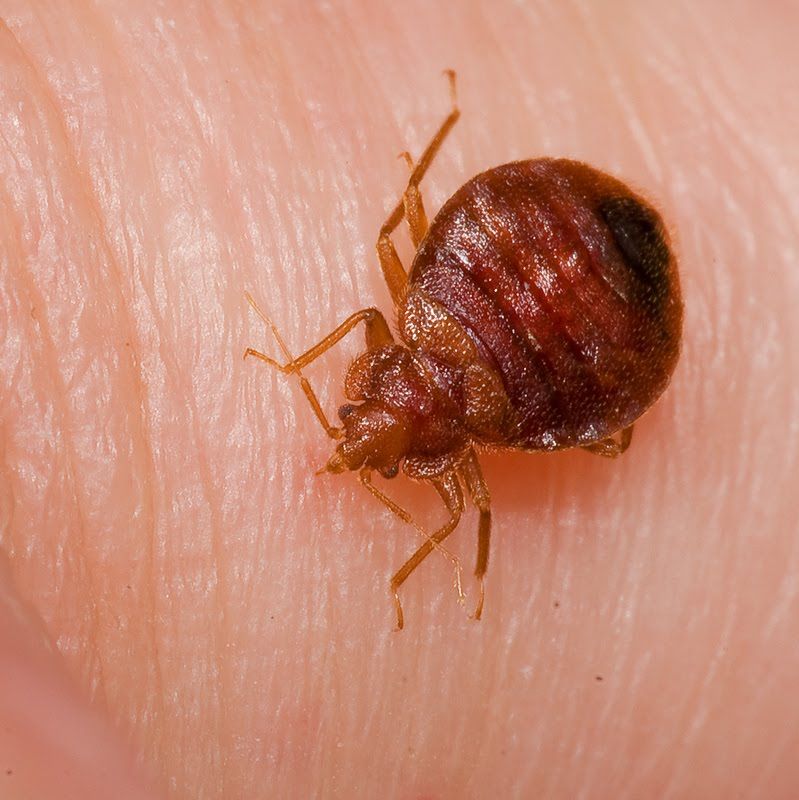 ¿Cómo eliminar las chinches? | Fumigación de chinches en Puebla